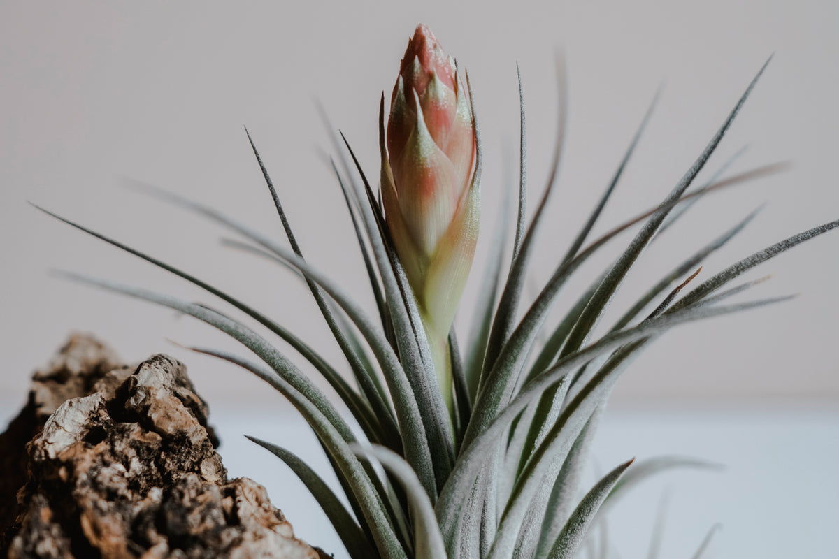 Air Plant Watering Techniques and Care – FernPlantShop